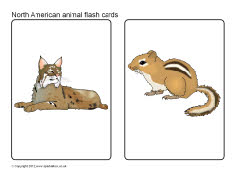 North American animal picture flash cards (SB9067) - SparkleBox