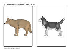 North American animal picture flash cards (SB9067) - SparkleBox