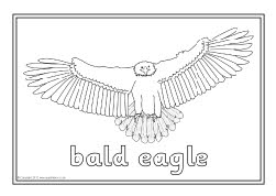 North American Wildlife Coloring Pages Coloring Pages