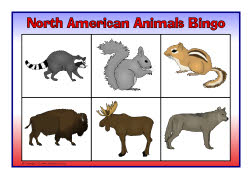 North American animals bingo (SB9075) - SparkleBox