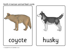 North American animal flash cards (SB9066) - SparkleBox