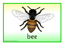 Minibeast posters (SB9082) - SparkleBox