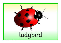 Minibeast posters (SB9082) - SparkleBox