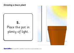 Growing a bean plant visual aids (SB752) - SparkleBox
