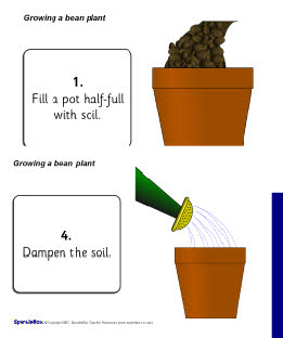 Growing a bean plant visual aids (SB752) - SparkleBox