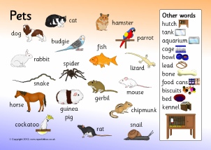 FREE German Animal Teaching Resources - SparkleBox