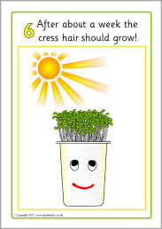 Growing a cress head instructions (SB4319) - SparkleBox