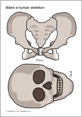 Make a human skeleton cut-outs (SB5145) - SparkleBox