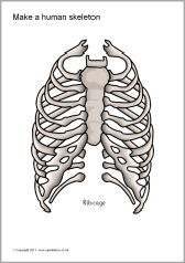 Make a human skeleton cut-outs (SB5145) - SparkleBox