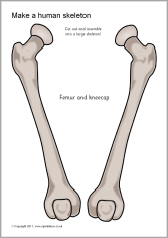 Make a human skeleton cut-outs (SB5145) - SparkleBox