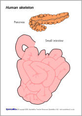 Body organs for skeleton (SB6244) - SparkleBox