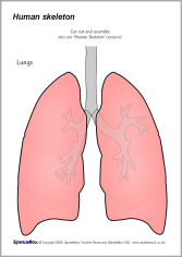 Body organs for skeleton (SB6244) - SparkleBox