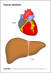 Body organs for skeleton (SB6244) - SparkleBox
