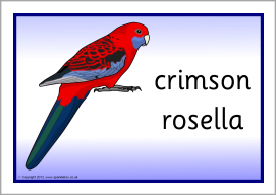 Australian birds posters (SB9688) - SparkleBox